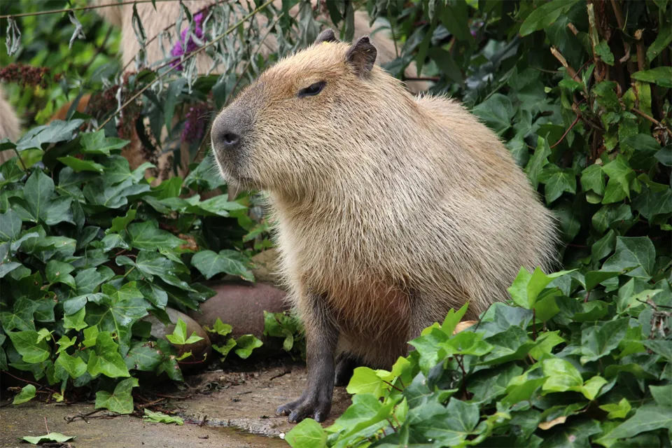 Peut-on adopter un capybara en France ? Lois et règles